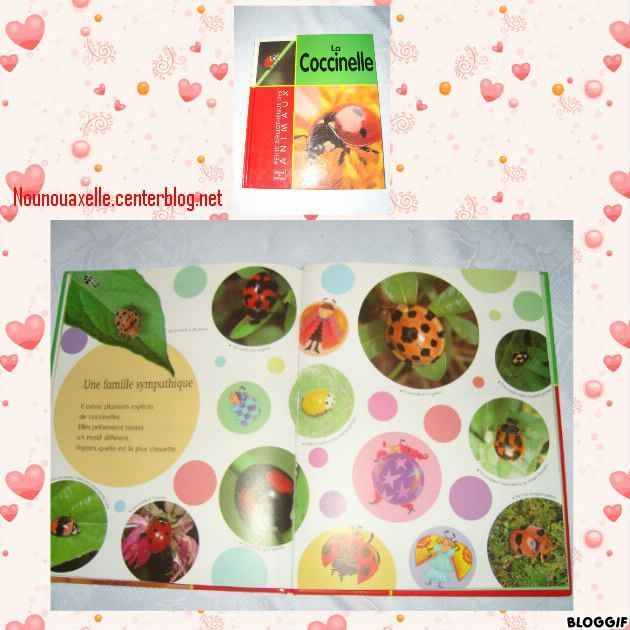activites coccinelles